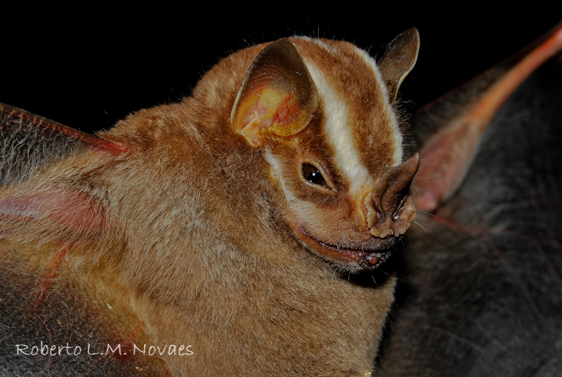 Morcegos do Brasil: Vampyrodes caraccioli