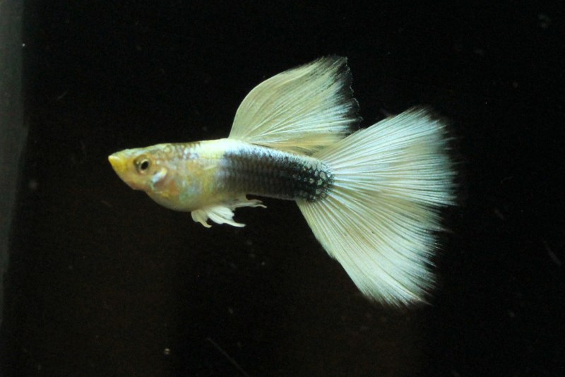 Guppy HB White | All About Guppy in The World