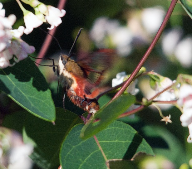 Me, Boomer and The Vermilon River: Clear Wing Moths, Wildlife and ...