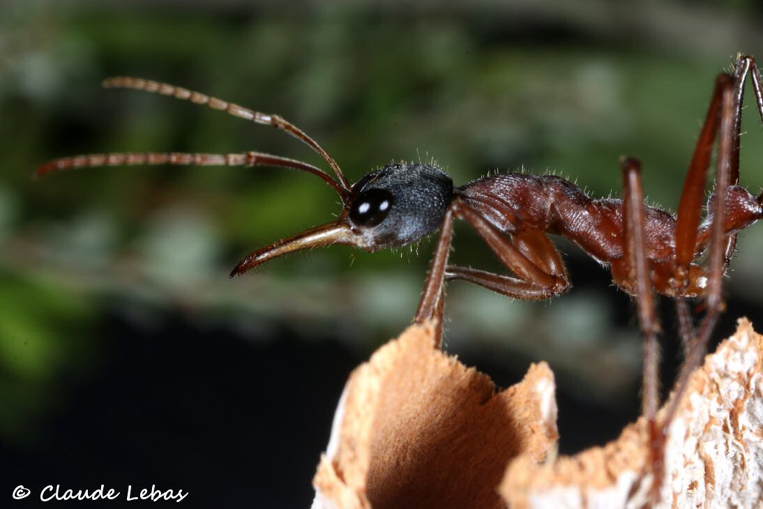 Fourmis d'Australie: Myrmecia fuscipes