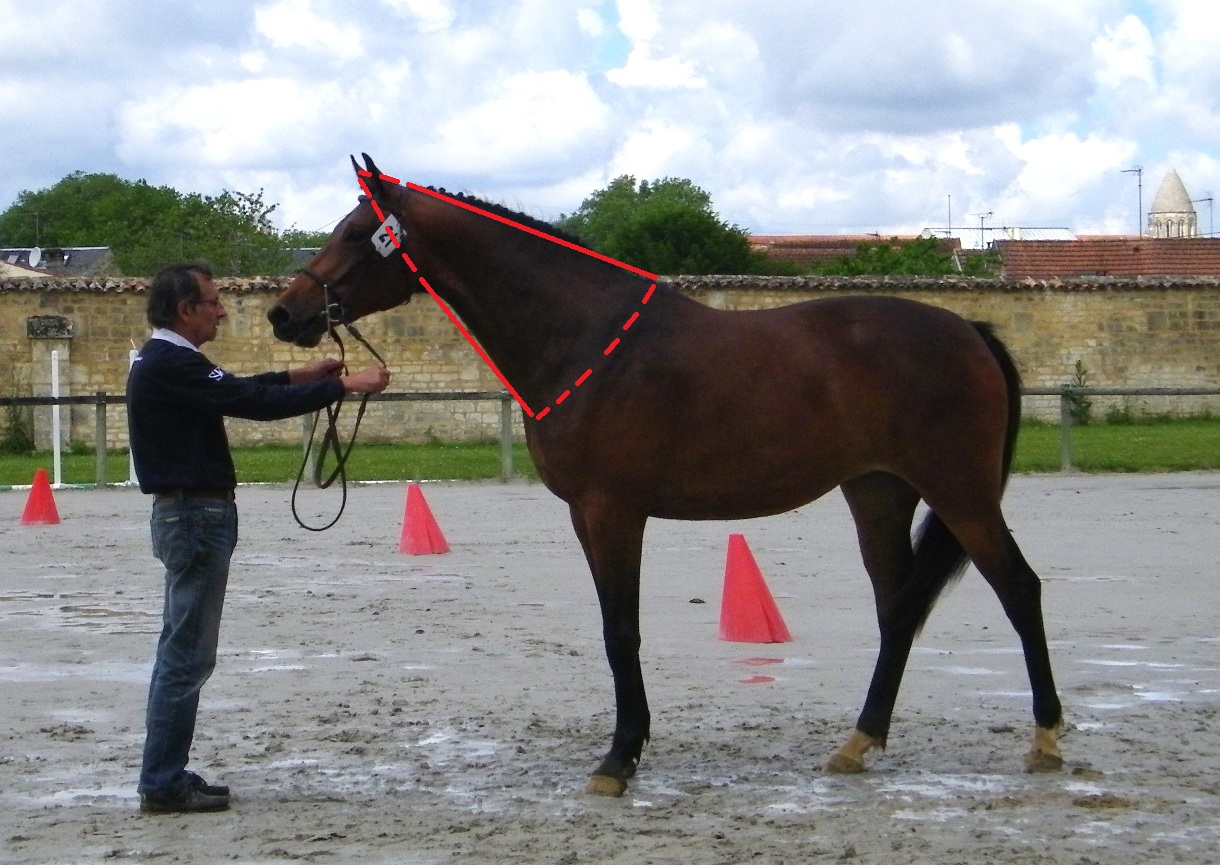 Premiers éléments pour juger la morphologie d'un cheval. | La Crinière ...