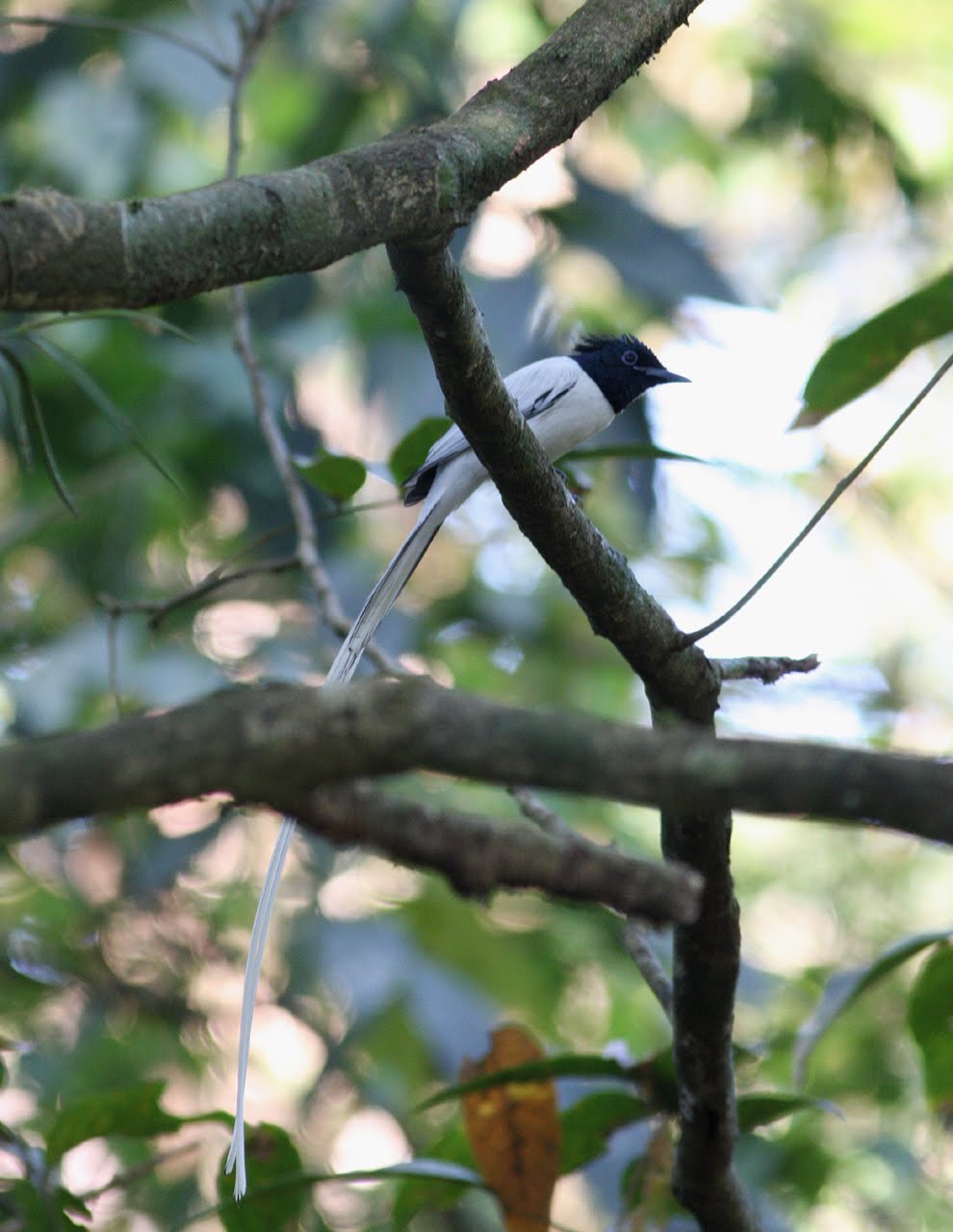 Mark James Pearson: Thattekad Bird Sanctuary, India - Dec 2011