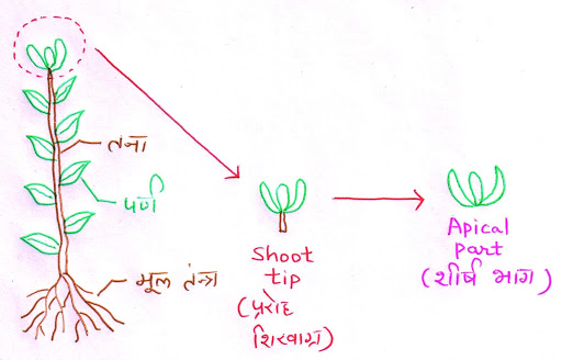 Axillary bud proliferation approach- Shoot tip or meristem culture