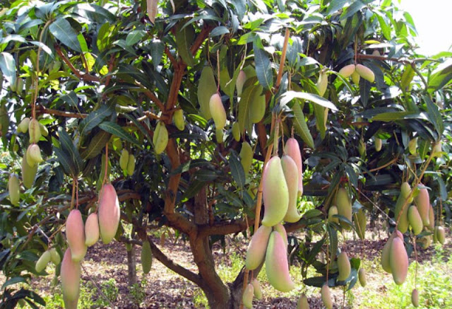 Jenis-Jenis Bangga Thailand : Mangga Khiojay Jumbo - TAMAN TANAMAN HIAS