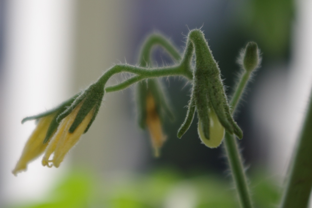 LE POTAGER DE BALCON DE MADAME LAITUE À PARIS : LE COMPLIQUÉ ET LE ...