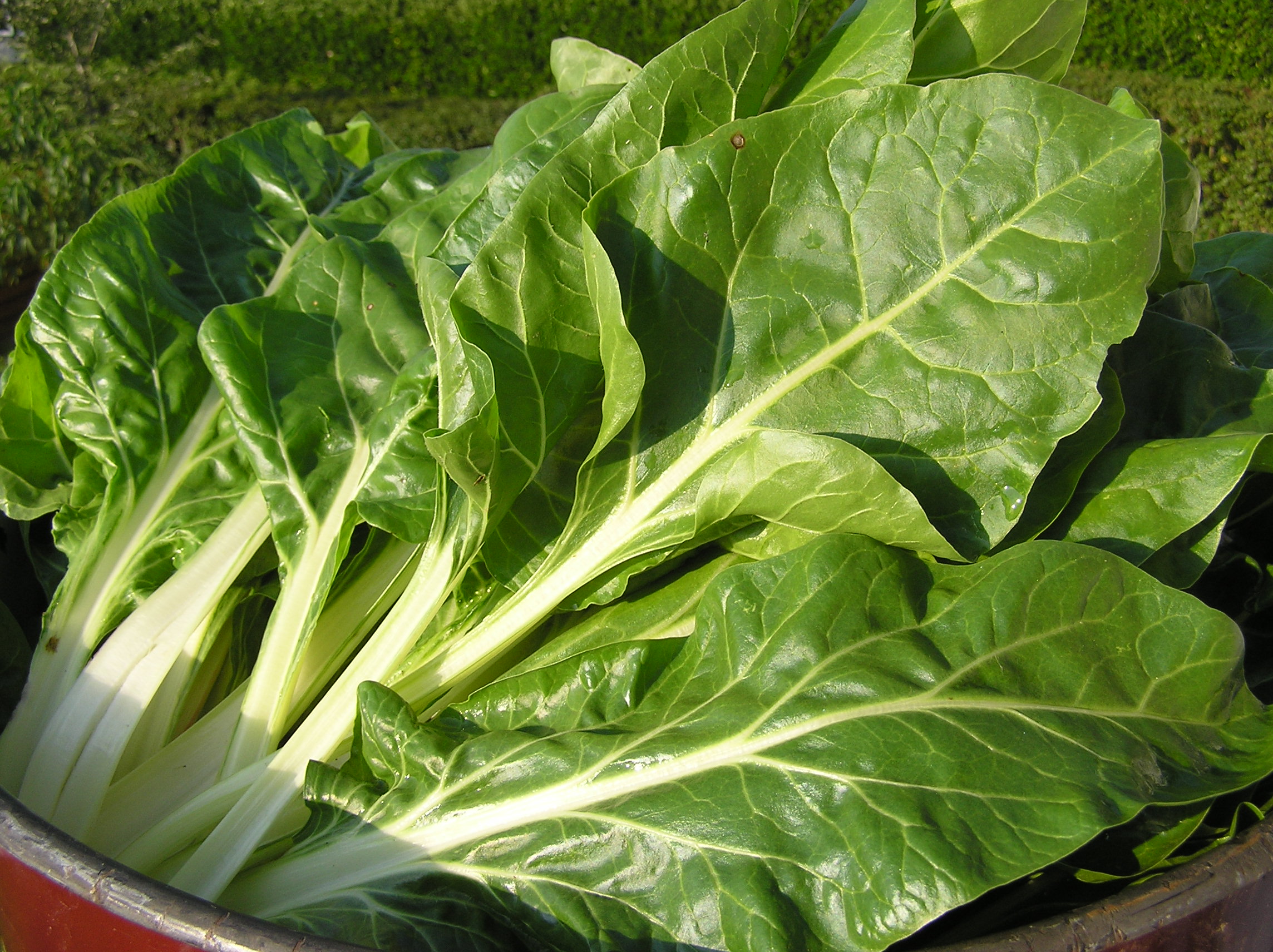 Stara vrtlarica: Blitva