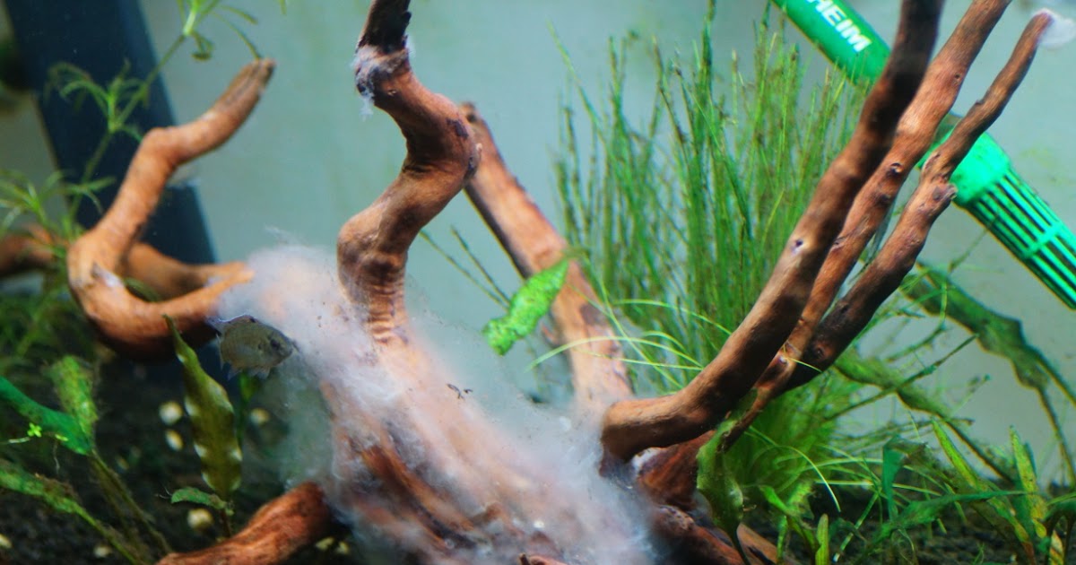 Solución para Tronco o raíz con masa blanca, algodón, hongos