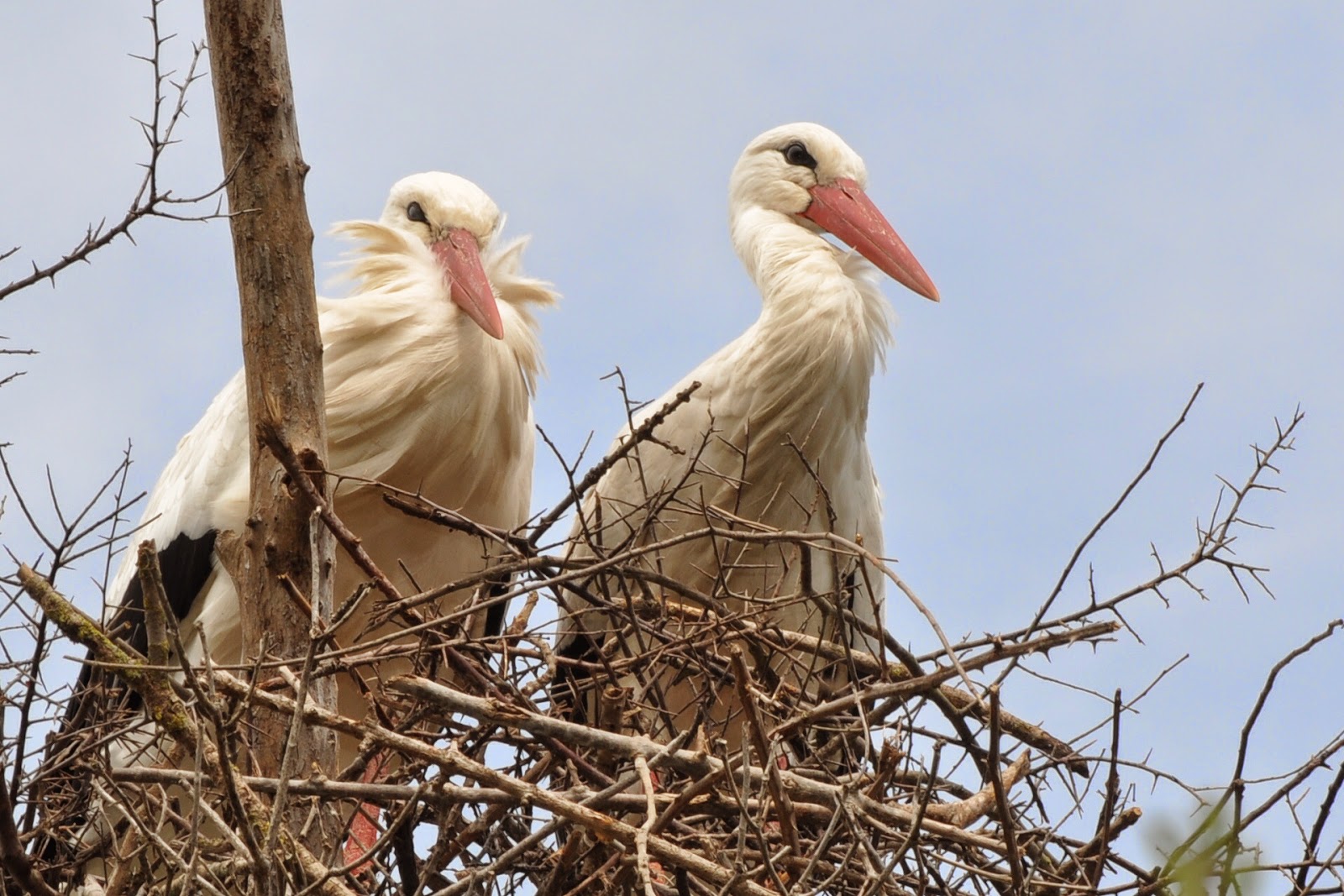 ZOOTOGRAFIANDO (6.100 ANIMALS): CIGUEÑA BLANCA / WHITE STORK (Ciconia ...