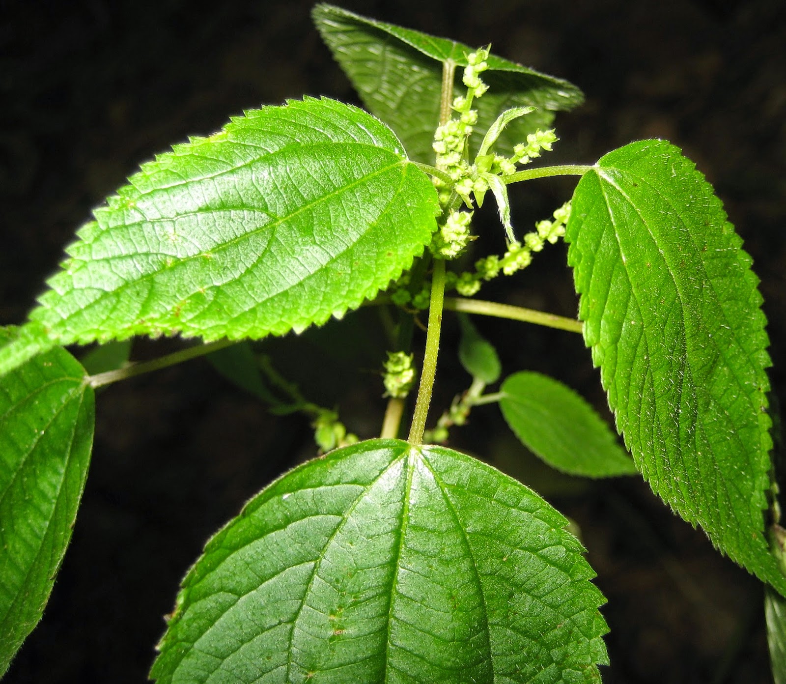 Discovering His Creation: False Nettle (Boehmeria cylindrica)