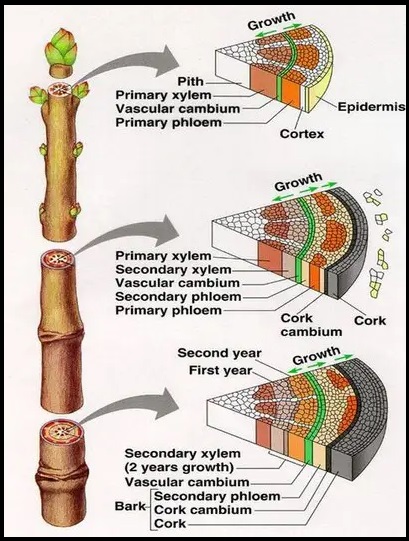 Anim Agro Technology: KAMBIUM - APA DIA?