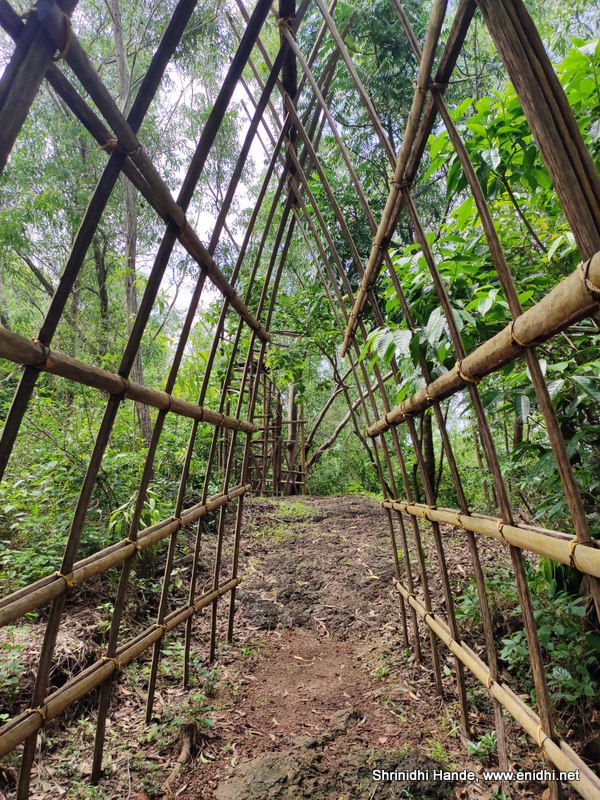 Salumarada Thimmakka Tree Park near Manipal: Photos and complete info ...