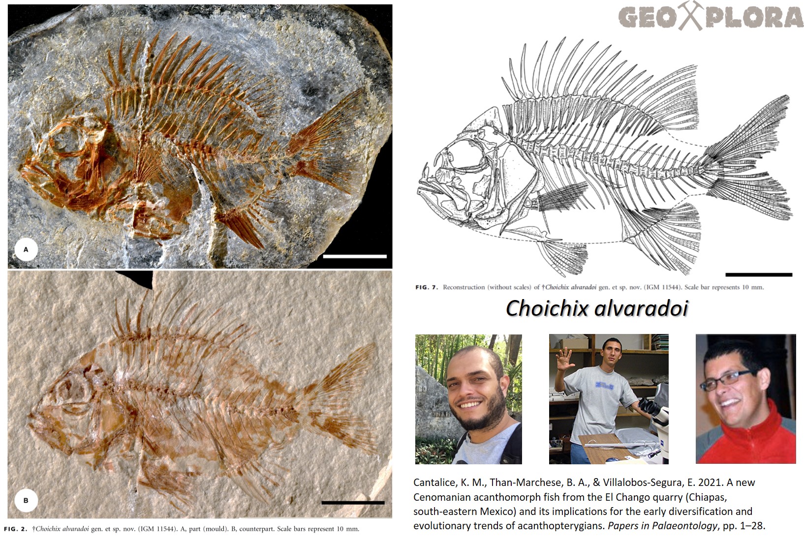 Species New to Science: [PaleoIchthyology • 2021] Choichix alvaradoi ...