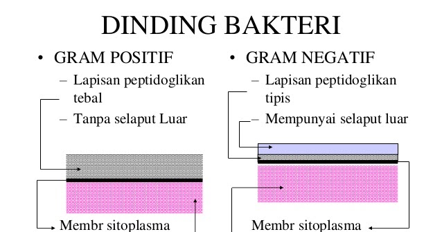 LABORATORIUM KLINIK: Pewarnaan Gram (Pewarnaan Bakteri)