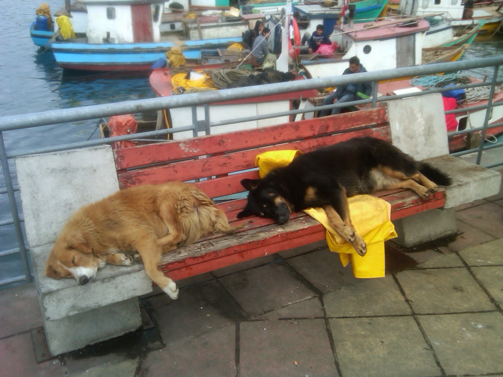 eGlobal Education: Dogs--the strays of Argentina and Chile