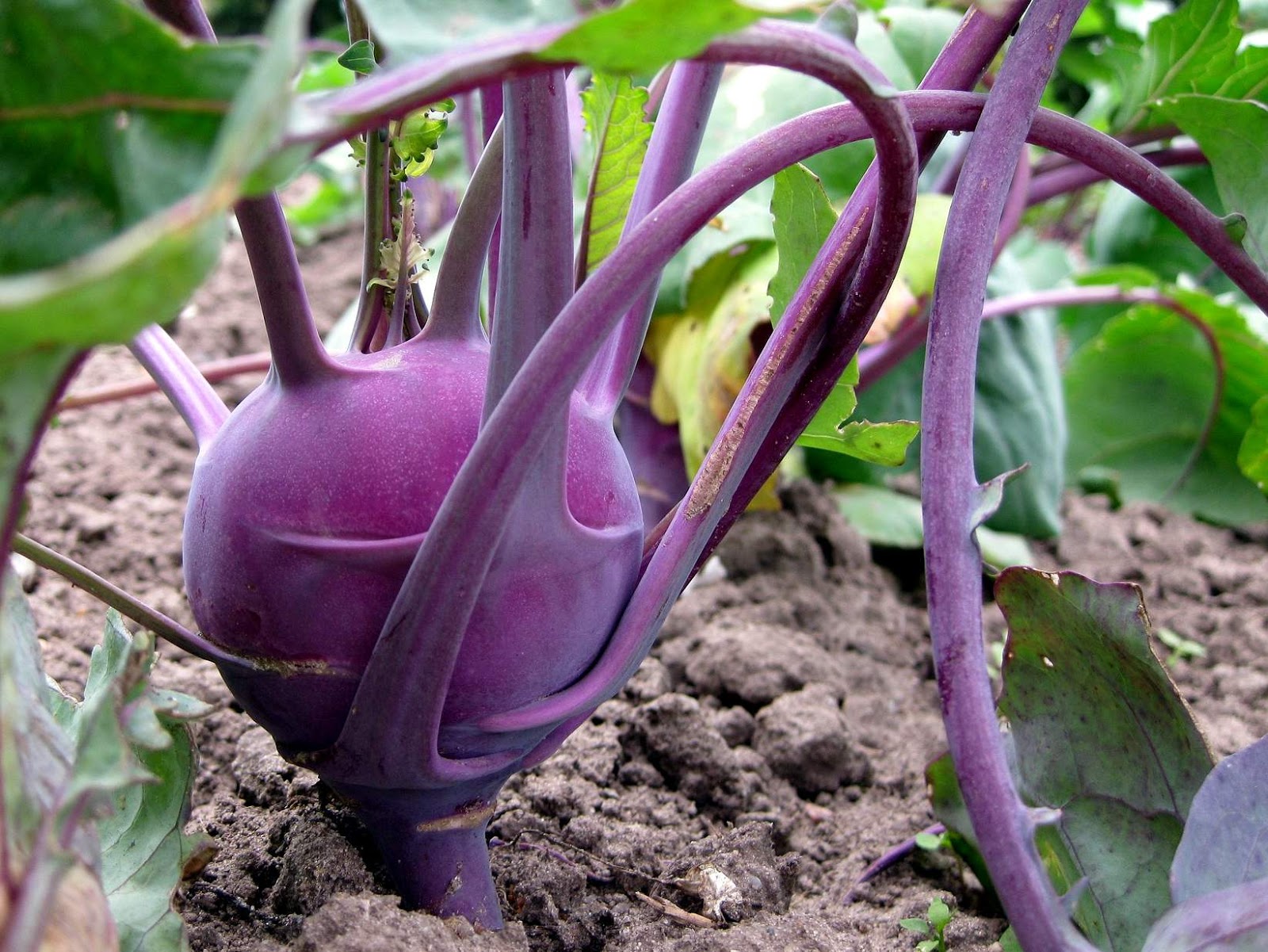 20 fioletowych warzyw - najlepsze odmiany | BEZ OGRÓDEK | blog ogrodniczy