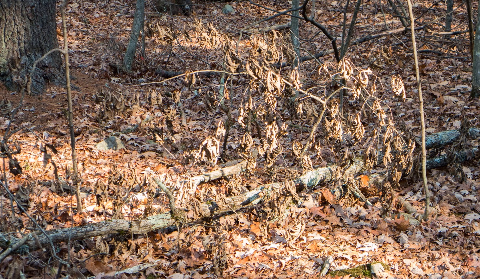 Yerry Hill Road Haiku: November 2013