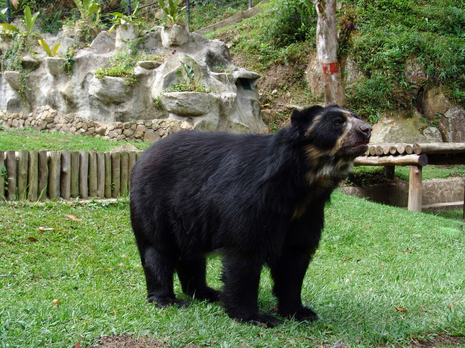 Campamento Terecay Blog: Extinción en Venezuela