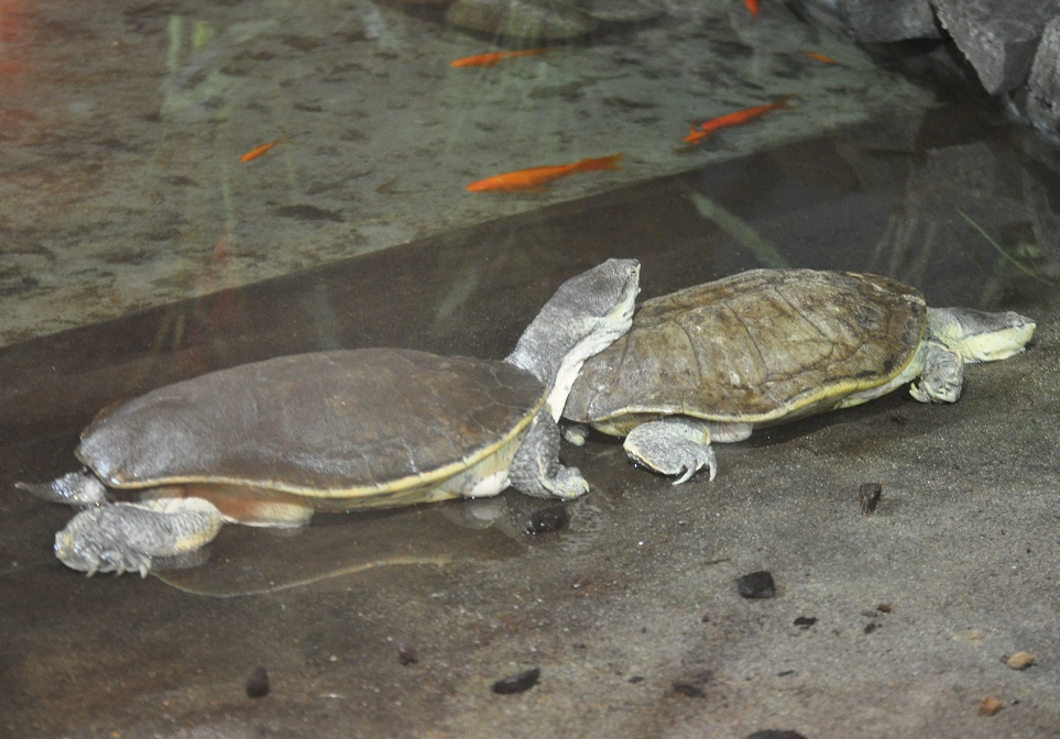 ZOOTOGRAFIANDO (6.096 ANIMALS): TORTUGA CABEZA DE SAPO DE HILARY ...