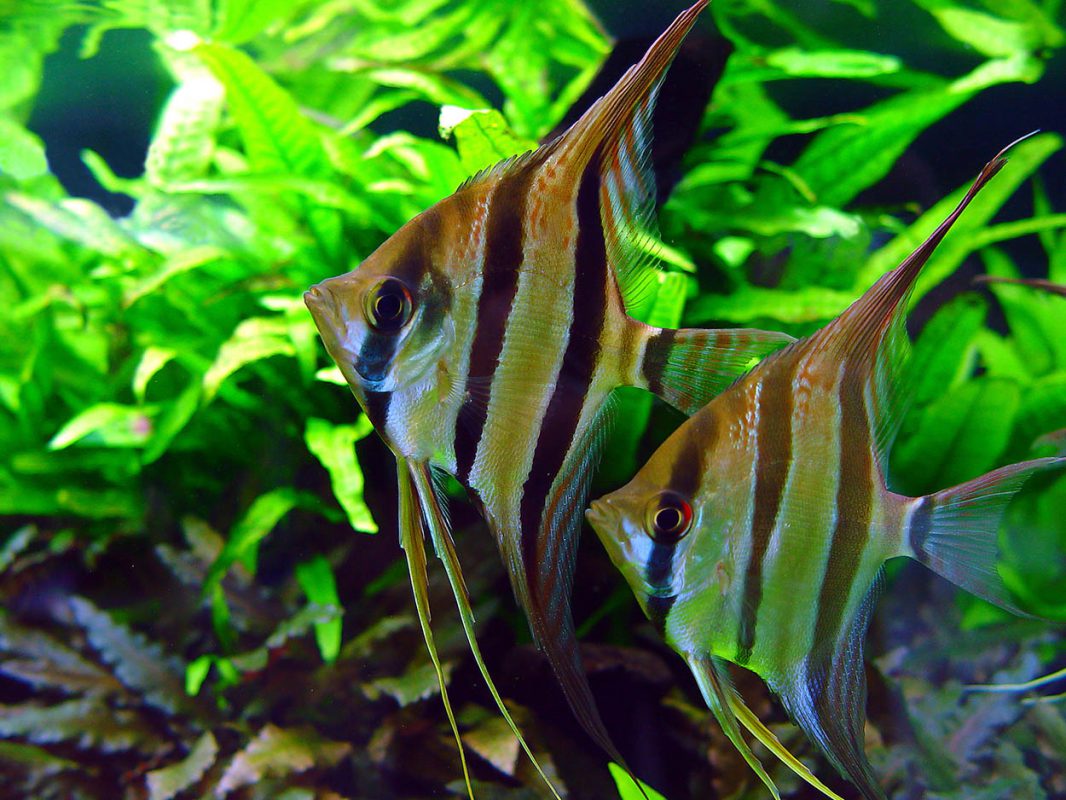 Angelfish - Pterophyllum scalare