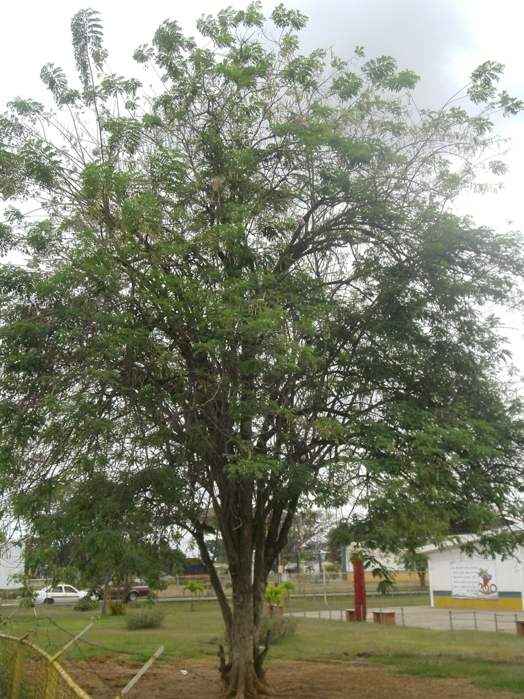 Guayana: Eje Sur Upata Santa Elena de Uairén: Mata Ratón Glaricidia ...