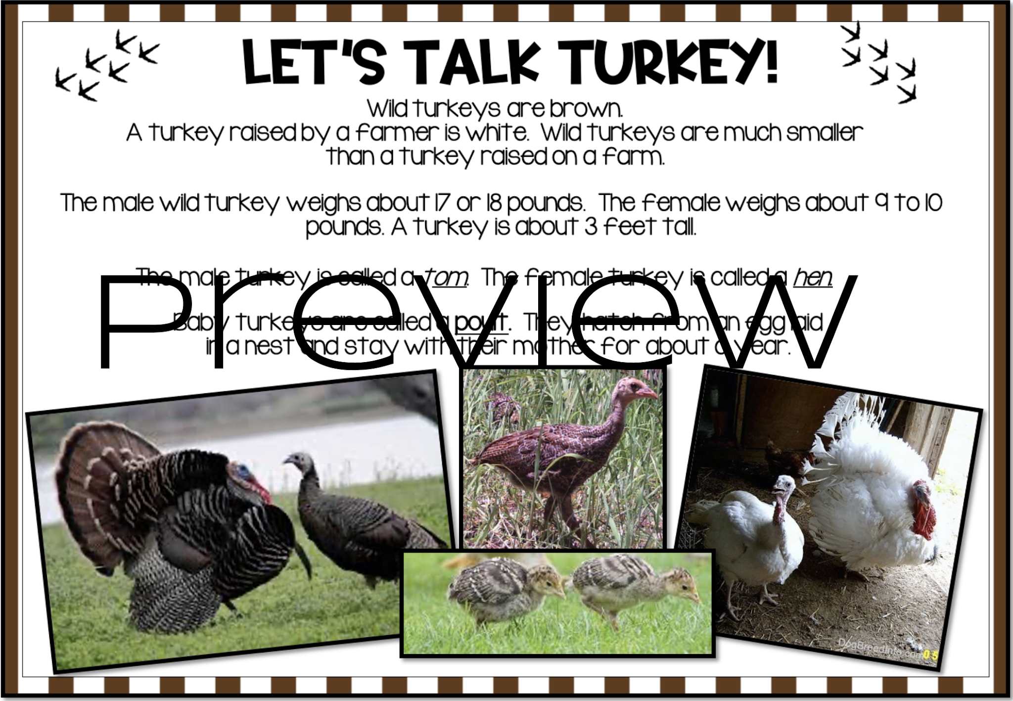 1st Grade Hip Hip Hooray!: Let's Talk Turkey!