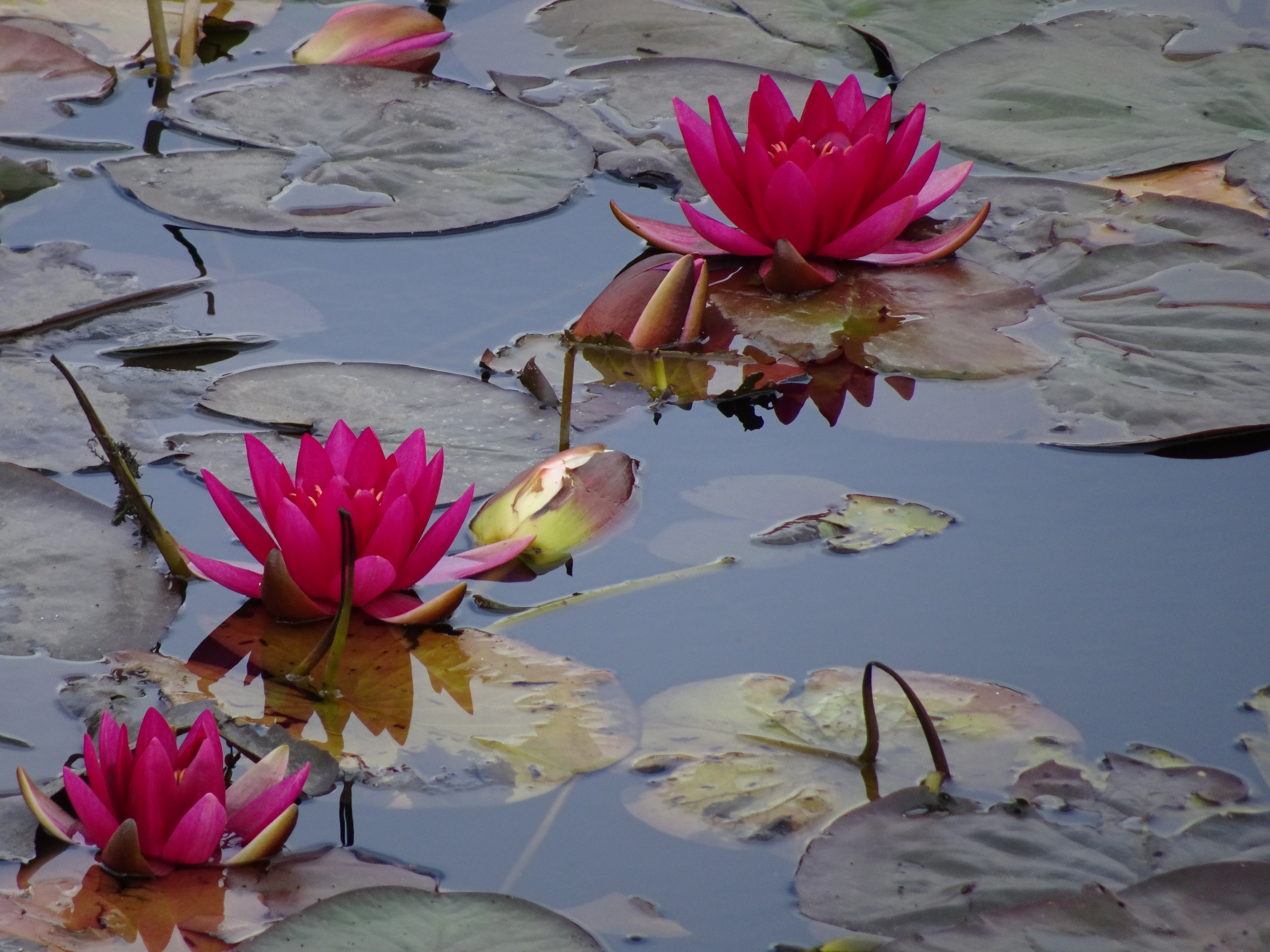 Beyond the Lone Islands: Red Water Lilies