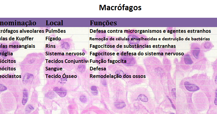 Por dentro do Mundo das Células: Macrófagos