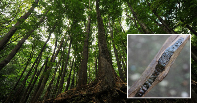 The world's most expensive tree in the Philippines cost PHP750,000 per ...