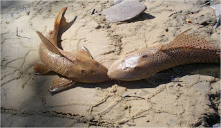 PESCA ARTESANAL AMAZÔNICA: ACARI