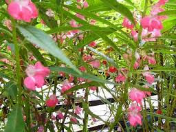 Pacar Air (Impatiens balsamina) : Tanaman Obat Herbal ~ GRIYA SEHAT ALAMI