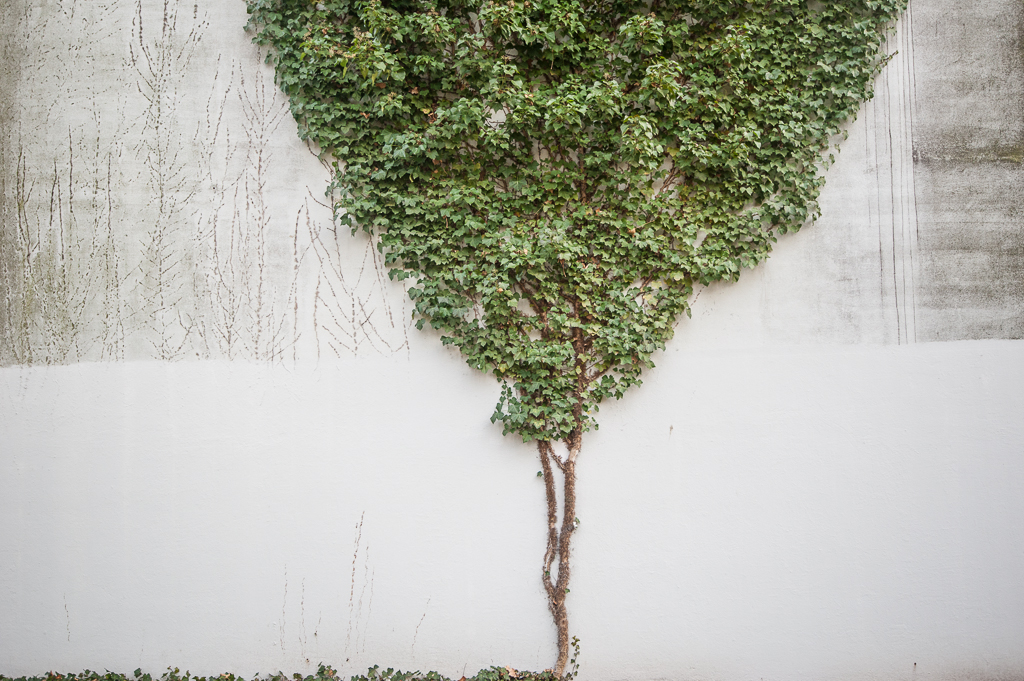 pb fotografie: The two-dimensional tree