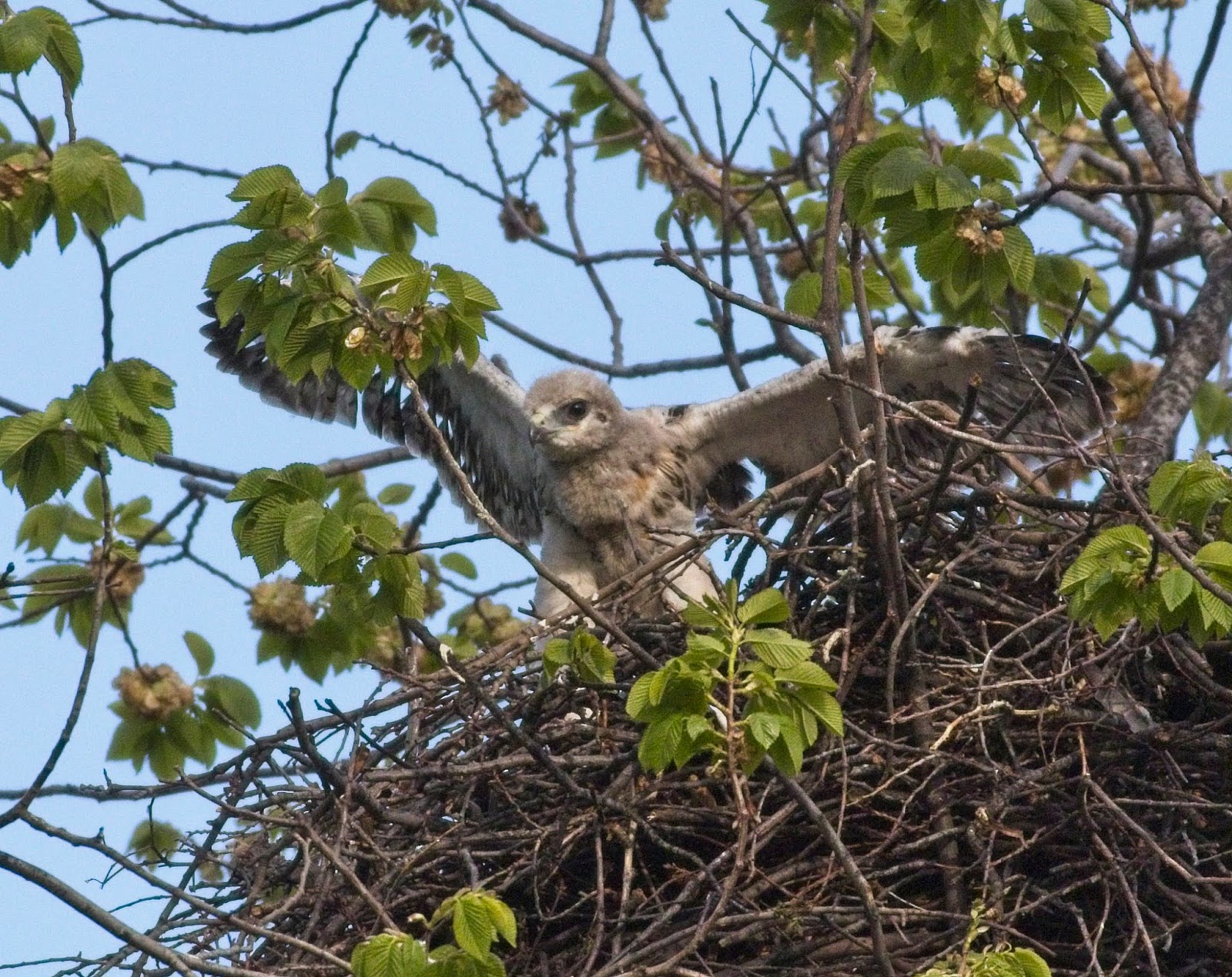 Laura Goggin Photography: This week's Tompkins Square hawk chick update