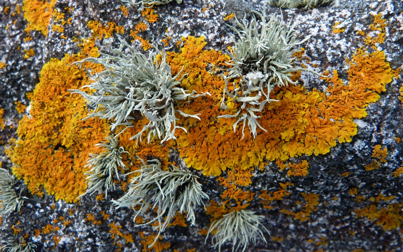 A Kilchoan Diary: The Most Westerly Lichens