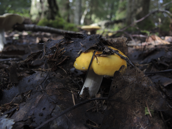 Tulp ja tulp: TAVALINE PÄEV JUULI LÕPUS