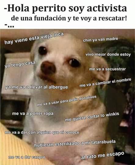 20 Veces que el perrito enojado nos leyó la mente y lo convirtió en ...