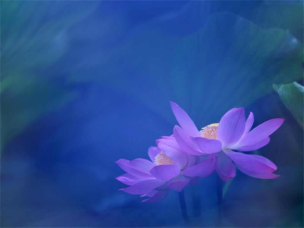 PPT background of elegant lotus flower