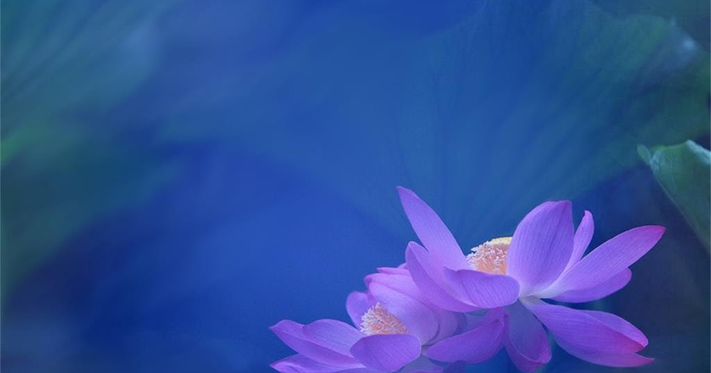 PPT background of elegant lotus flower