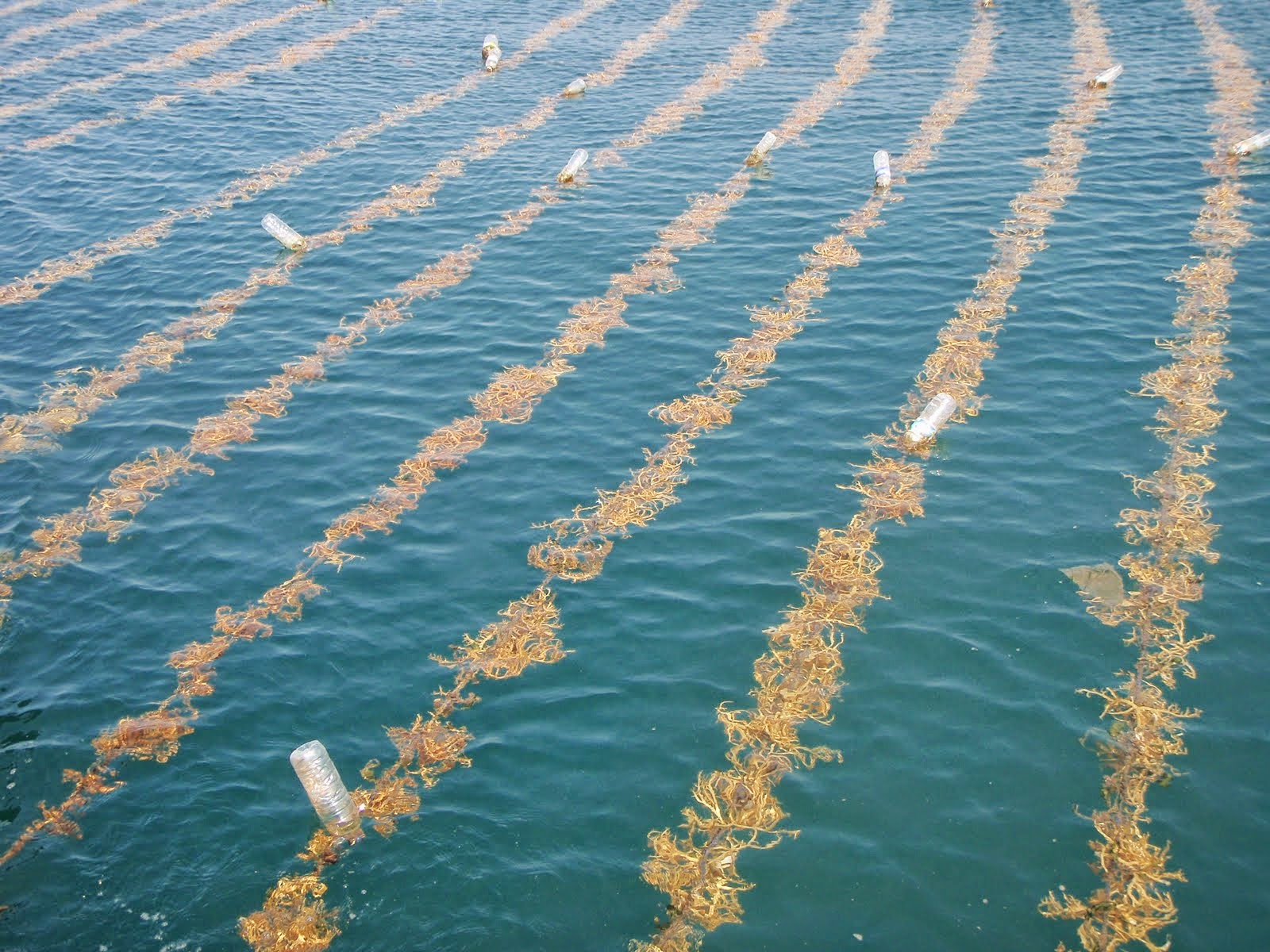 Budidaya Perikanan: Budidaya Rumput Laut dan Pengelolahannya