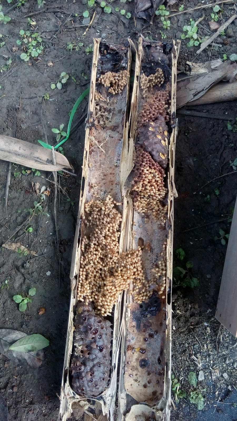 Bagaimana Cara Memulai Berternak Lebah Linot (Trigona) | Linöt Bee