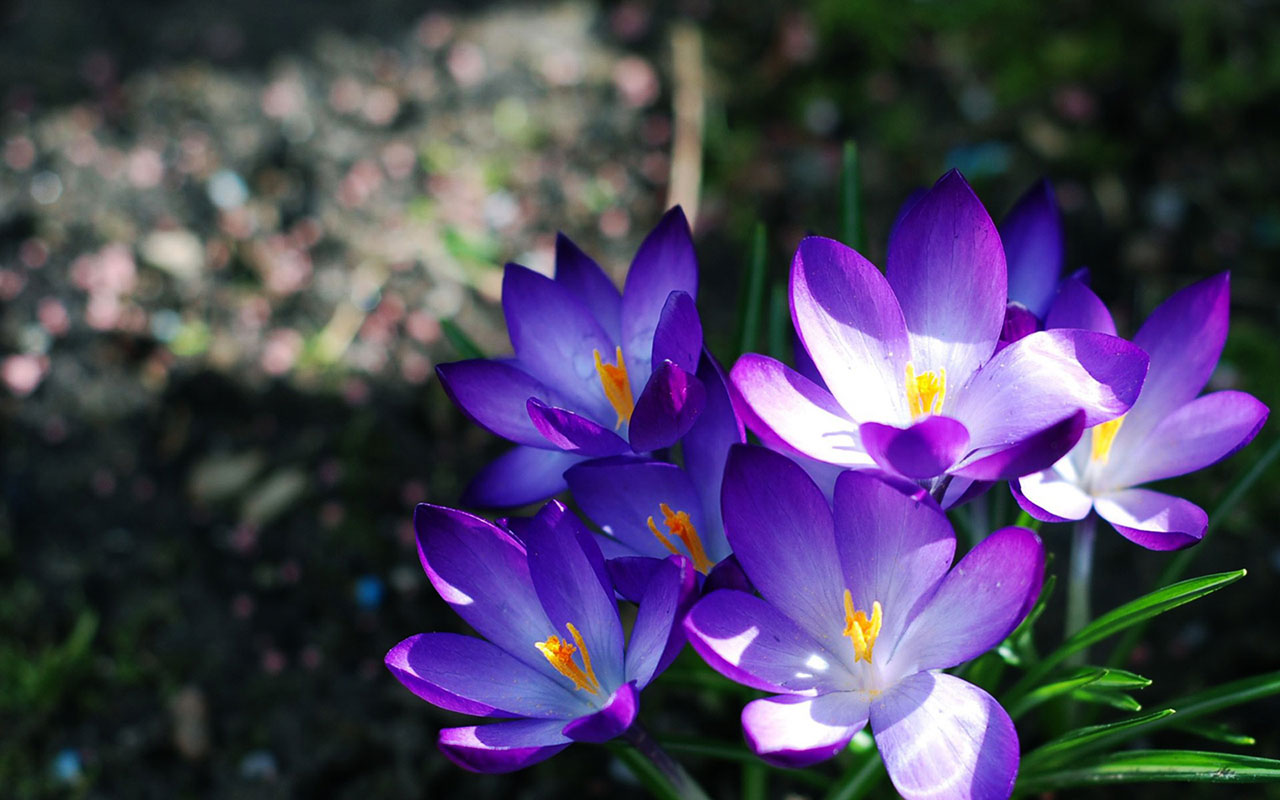 Crocus Flower HD Wallpapers | Darkblack Wallpaper