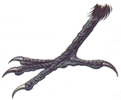 Des oiseaux sur ma route: Mes rencontres avec l'oiseau-serpent.