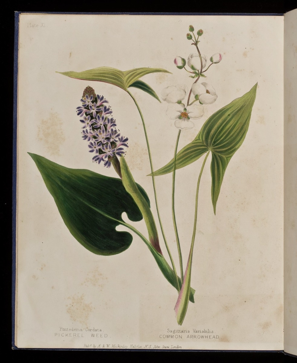 Cole Harbour Parks & Trails Association: Titus Smith