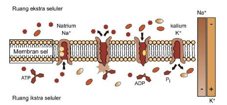 Materi Transportasi Antar Membran Sel Mapel Biologi kelas 11 SMA/MA ...
