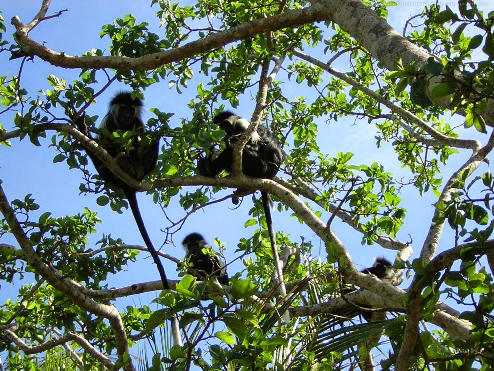Kamal Shah: Black and White Colobus Monkey HD Wallpapers