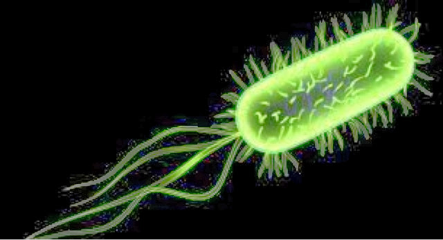 Pengertian, Ciri-Ciri, dan Klasifikasi dari Kingdom Eubacteria ...