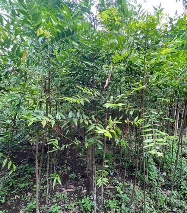 Kisaran Harga Getah Pohon Damar - Informasi Terbaru