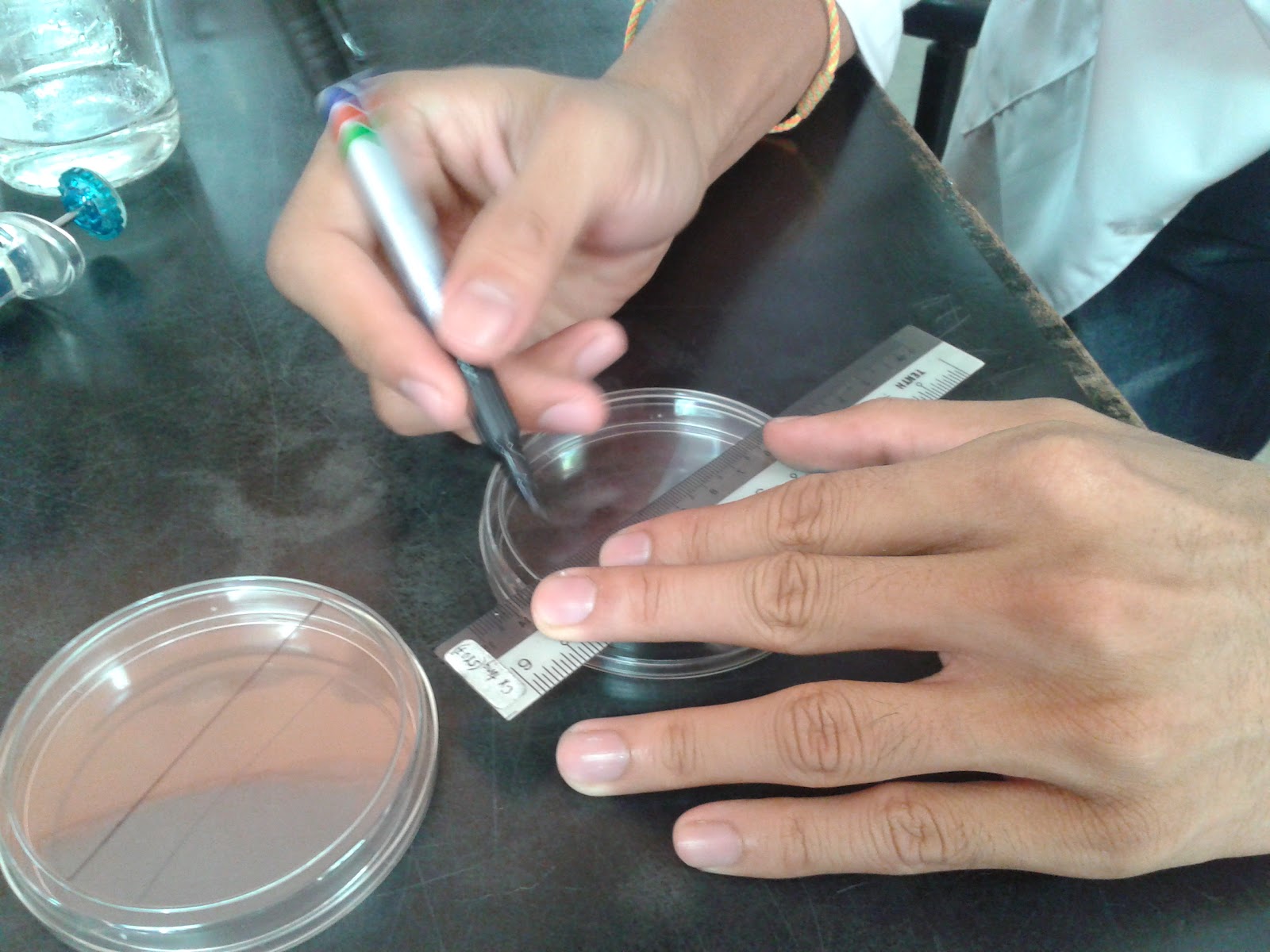 IBG 102 lab report: LAB 5 : DETERMINATION OF ANTIMICROBIAL EFFECTS OF ...