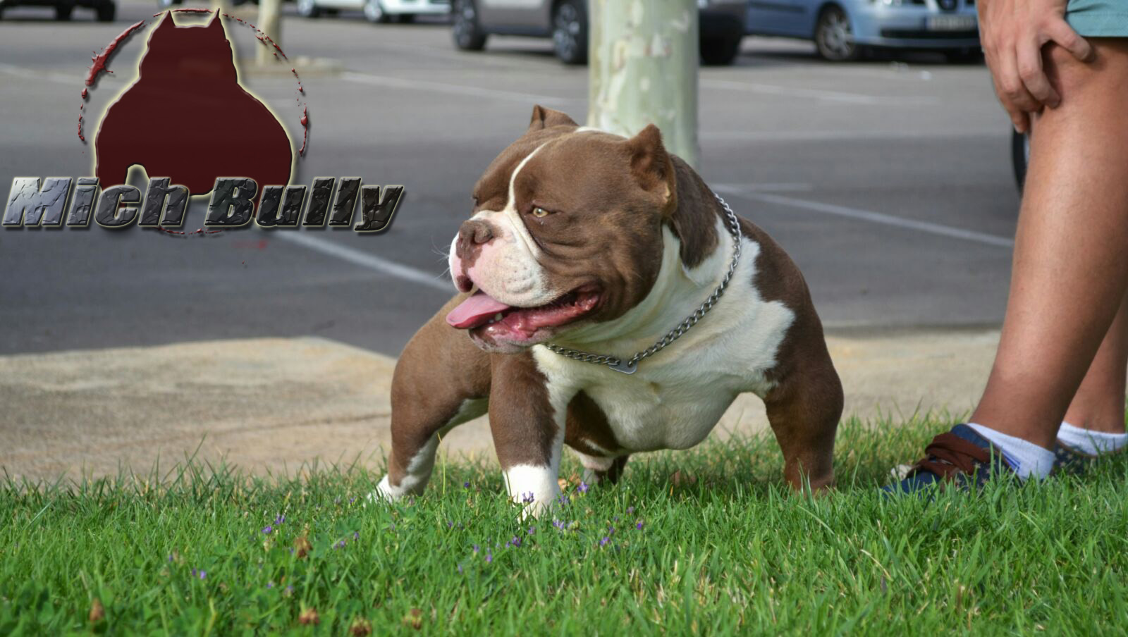 Cria y Seleccion del American Bully: Machos