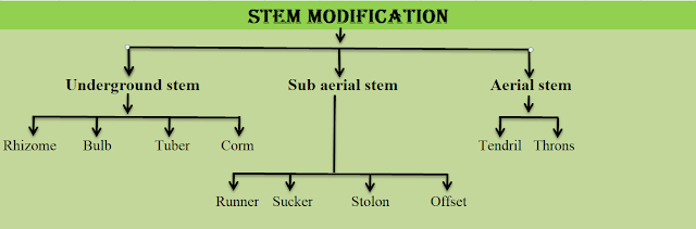 Stem: defination, functions and stem modification | study science