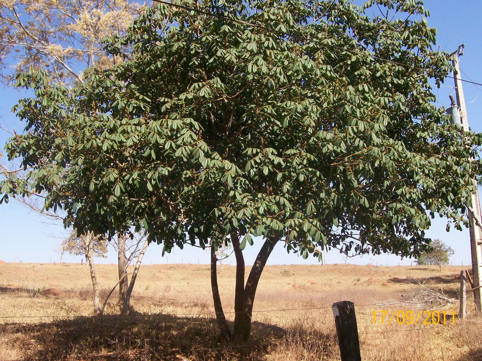 Arvores Cerrado Goiano: TENTO
